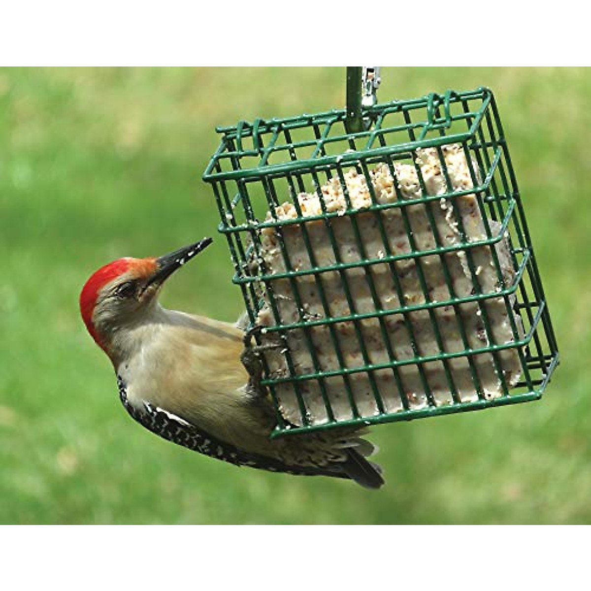 C&S Woodpecker Treat 11 Ounces, 12 Pack