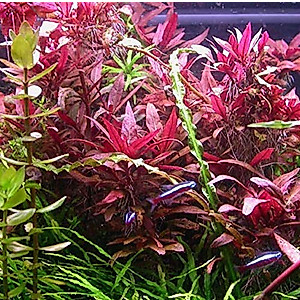Mainam Alternanthera Reineckii VAR. Roseafolia Telanthera Freshwater Red Stem Live Aquarium Plant