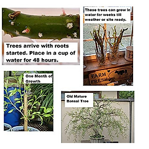 Bonsai Willow Tree Bundle - 3 Large Trunk Bonsai Tree Cuts - Get one Each Weeping, Australian, Dragon - Ready to Plant - Indoor/Outdoor Bonsai Tree's