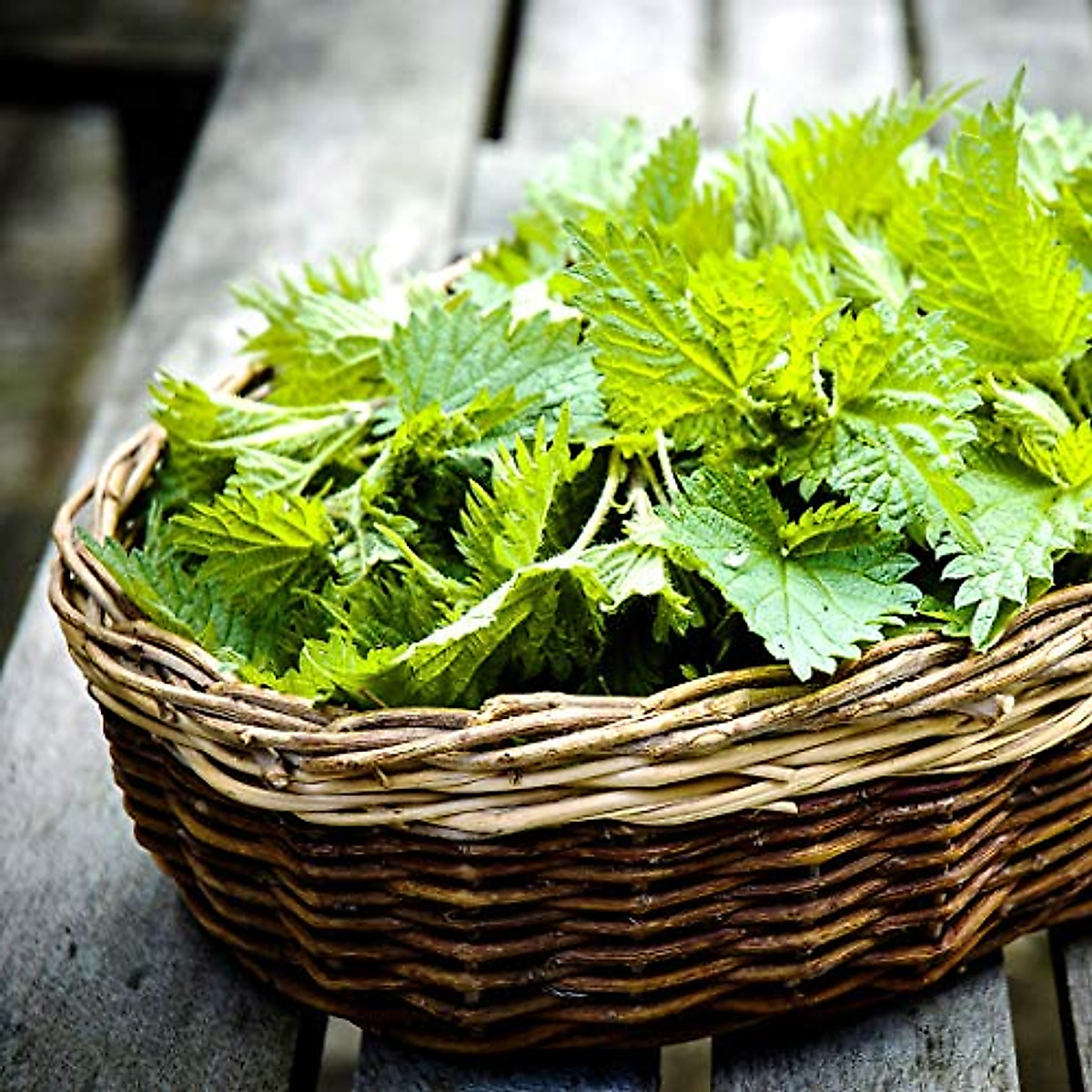 Gaea's Blessing Seeds - Lemon Balm Seeds - Non-GMO Seeds with Easy to Follow Planting Instructions - 92% Germination Rate Melissa Officinalis