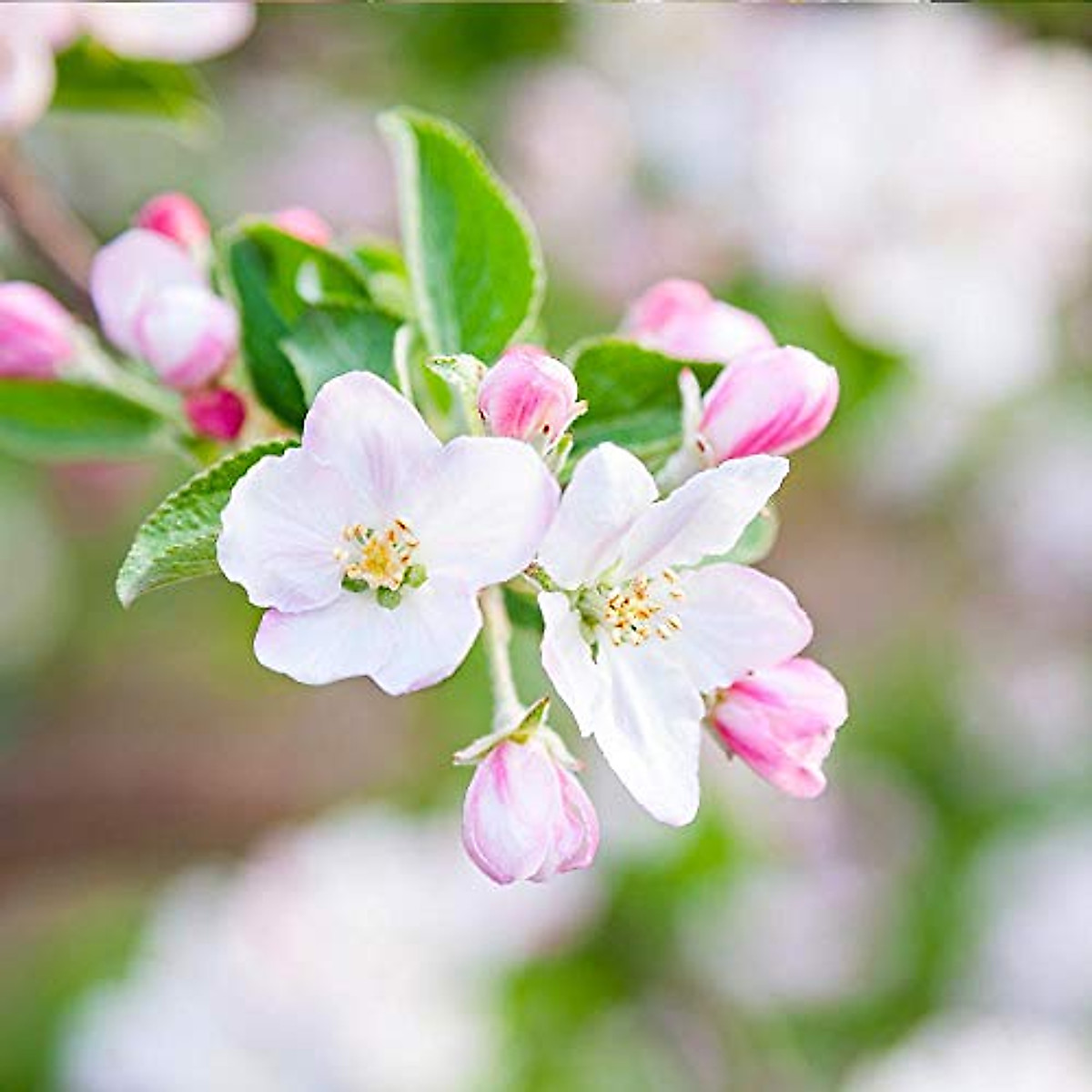 Brighter Blooms - Dwarf Granny Smith Apple Trees, 5-6 Ft. - Home-Grown Apples for Baking or Snacking - No Shipping to AZ, ID, OR, or CA