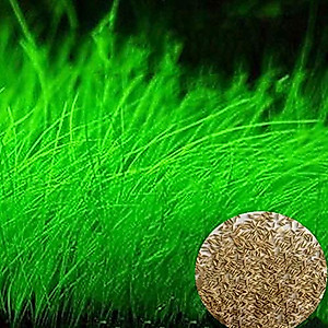 Aquarium Grass Plant Seeds, West Coast Easy Aquatic Live Plant, for Garden Lawn Fish Tank Aquarium Decor