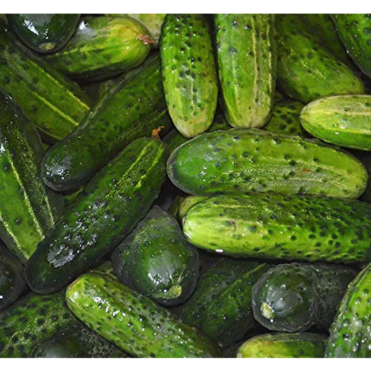 Cucumber Spacemaster Heirloom Seeds - B323 (60+ Seeds, 2 Grams)