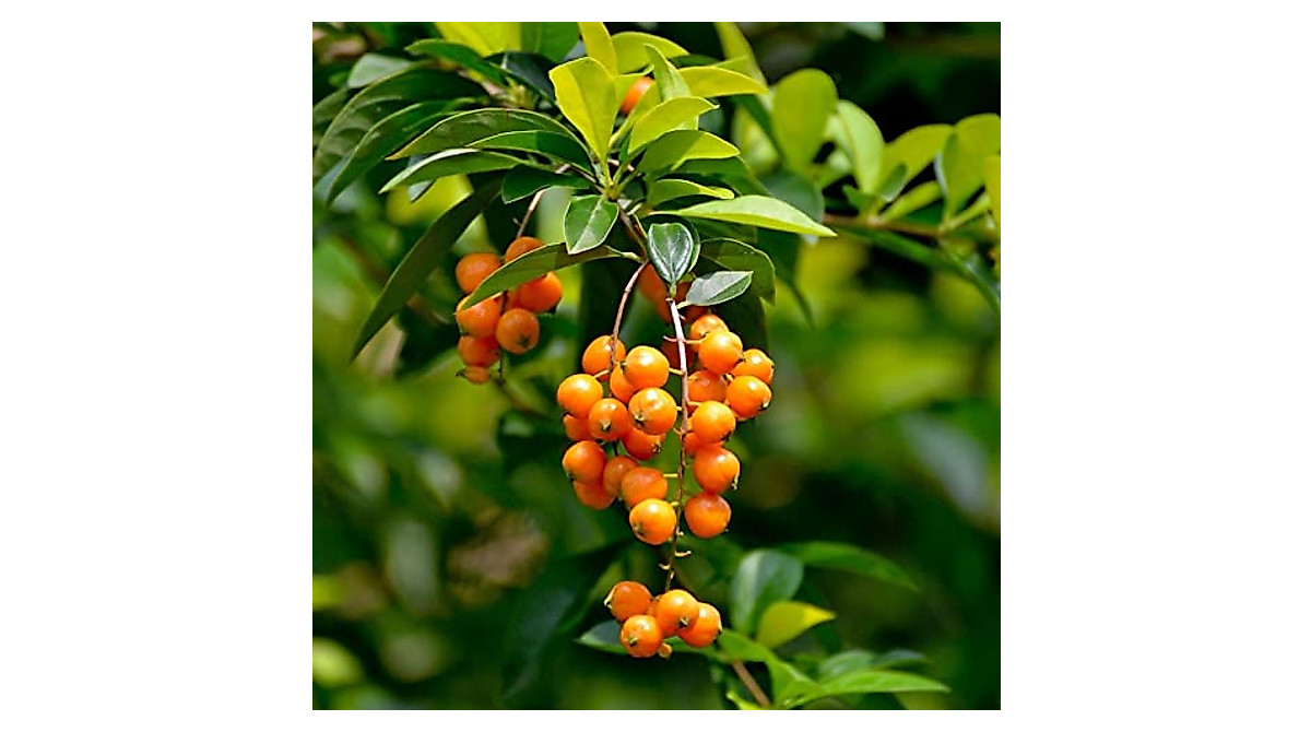 Duranta Erecta Seeds - Vibrant Ornamental Garden Shrub | CHUXAY GARDEN