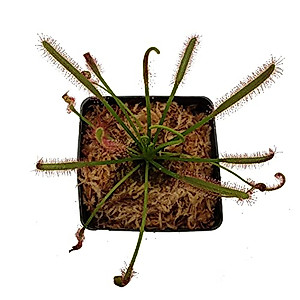 Cape Sundew - Drosera capensis - Carnivorous Plant 3" Pot