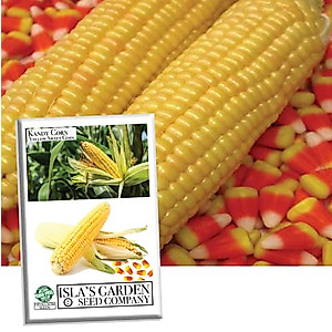 "Kandy Corn" Sweet Corn Seeds, 25 Heirloom Seeds Per Packet, (Isla's Garden Seeds), Non GMO Seeds, Botanical Name: Zea mays