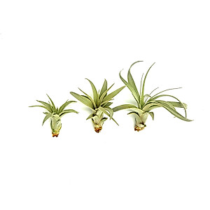 ragnaroc Live Air Plant - Tillandsia Xerographica Pup, Regular 2-4” – 1 ct - Ideal for Gifts & Presents, Live Indoor Plants & Live House-Plants – Live Plants for Home décor