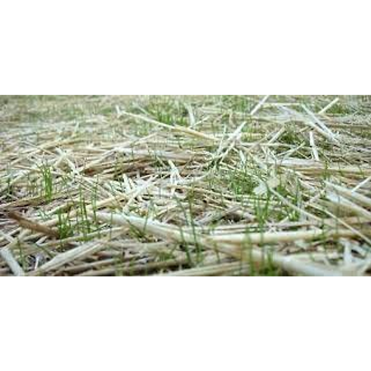 Premium Garden Straw (4 LBS) - Straw Mulch That is Designed for Use in Compost Beds, Gardens, Pet Bedding, Lawns and Much More. by Home and Country USA