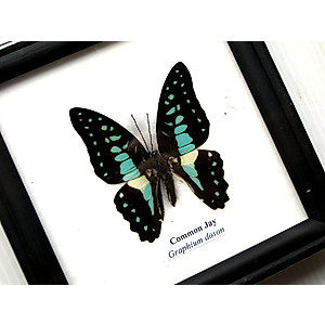 Insectfarm Framed Real Beautiful Common Jay Butterfly Specimen Collection Display Insect Taxidermy
