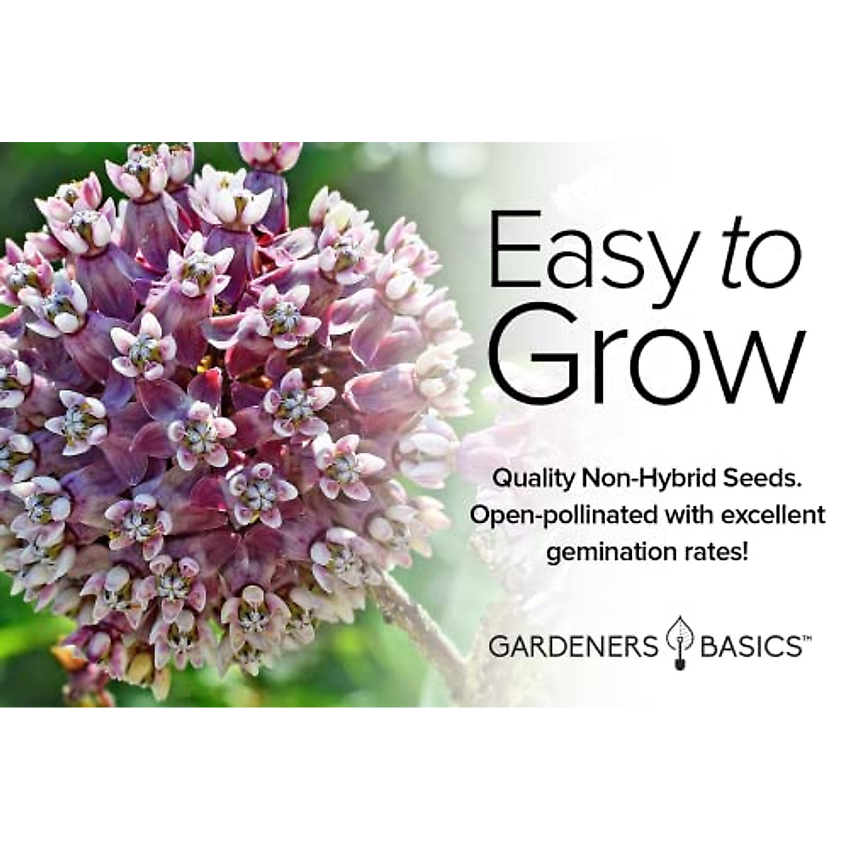 Milkweed Seeds For Monarch Butterflies (4 Variety Pack) Common, Showy, Butterfly and Rose Varieties Attracts Butterflies, Bees and Pollinators Heirloom Flower Seeds Wildflower Seed by Gardeners Basics