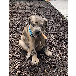 Top Dog Chews - Flat Turkey Tendons for Dogs, 1LB / 16 OZ, Made in The USA, 100% Natural Chew Treats for Dental Care and Stress Relief, Puppy Training Treats for All Breeds