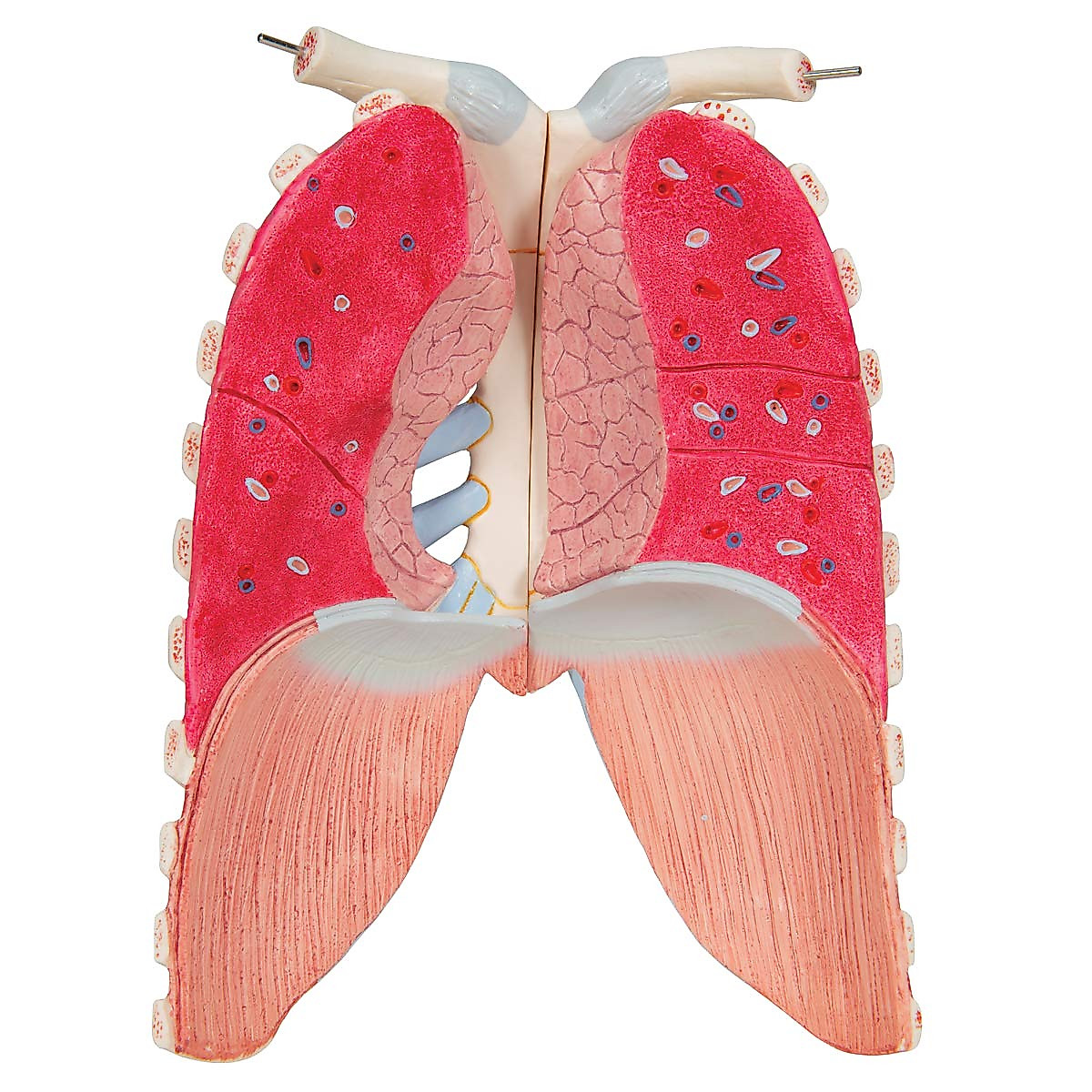 3B Scientific B11 Plastic 16 Part Classic Unisex Human Torso Model, 9.8" Length x 15" Width x 34.3" Height