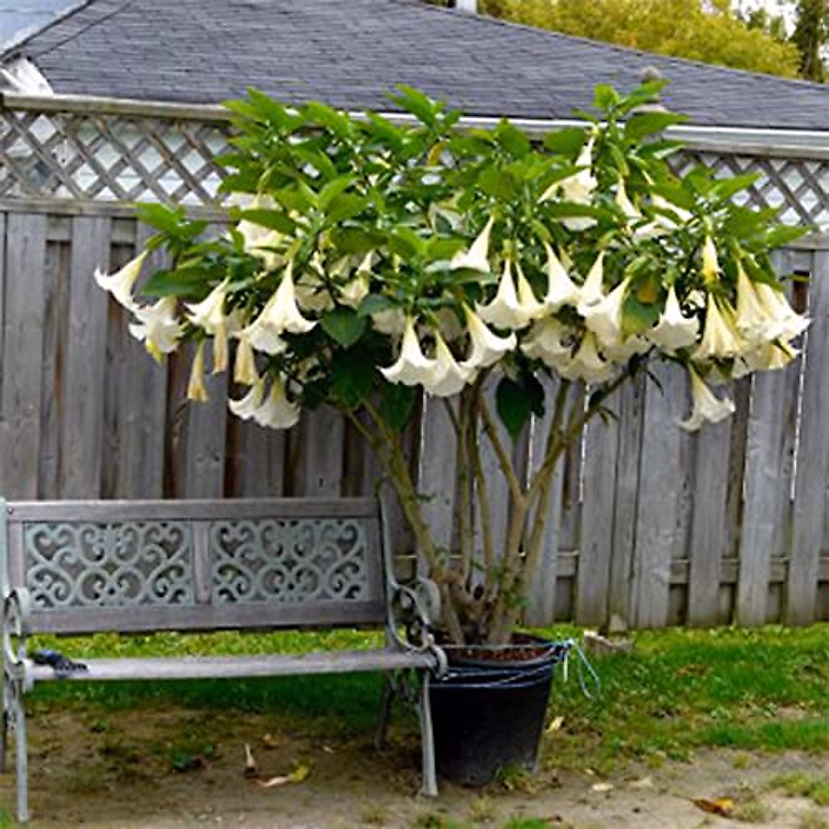 10 White Angels Trumpet Seeds,Snowy Angel's Trumpet,Brugmansia Suaveolens,Beautiful Flowers,Garden& Outdoors-QAUZUY GARDEN