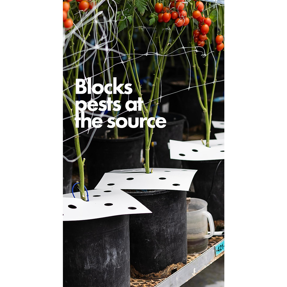 Sticky Lid 12" Sticky Trap - Fungus Gnats - Covers Entire Pot - 4X Larger & More Rigid - Weatherproof - Reflects Light - Non Toxic - EPA Registered Establishment - 10 Pack