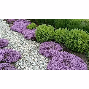 Mix Creeping Thyme Seeds for Planting Ground Cover Plants, Heirloom Non-GMO Thyme, 5 Colors- Individual packag, Easy to Plant and Grow, 1000+
