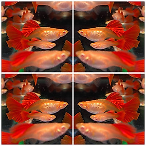 D&A Tropical Live Fish - ABINO Full RED Guppy Live Fish for Aquariums, Live Fish Freshwater (1 Breeding Pair (1Male,1Female))