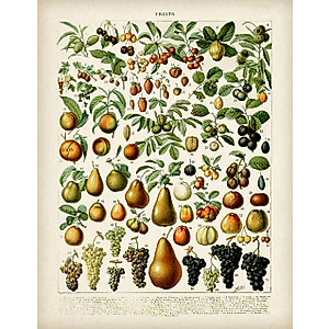 Fruits Botanical in French Art Print by Adolphe Millot - Great Kitchen Dining and Farmhouse Decor, Science Room Botanical Display, Vintage French Art Poster, Choose Unframed Vintage Poster or Canvas