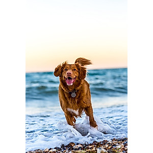 ShengKou Flea and Tick Collar for Dogs and Cats - Safe and Natural Prevention and Control of Pests on Puppies and Kittens - Waterproof - Free Comb - 2-Pack (13.8 in & 27.5 in)