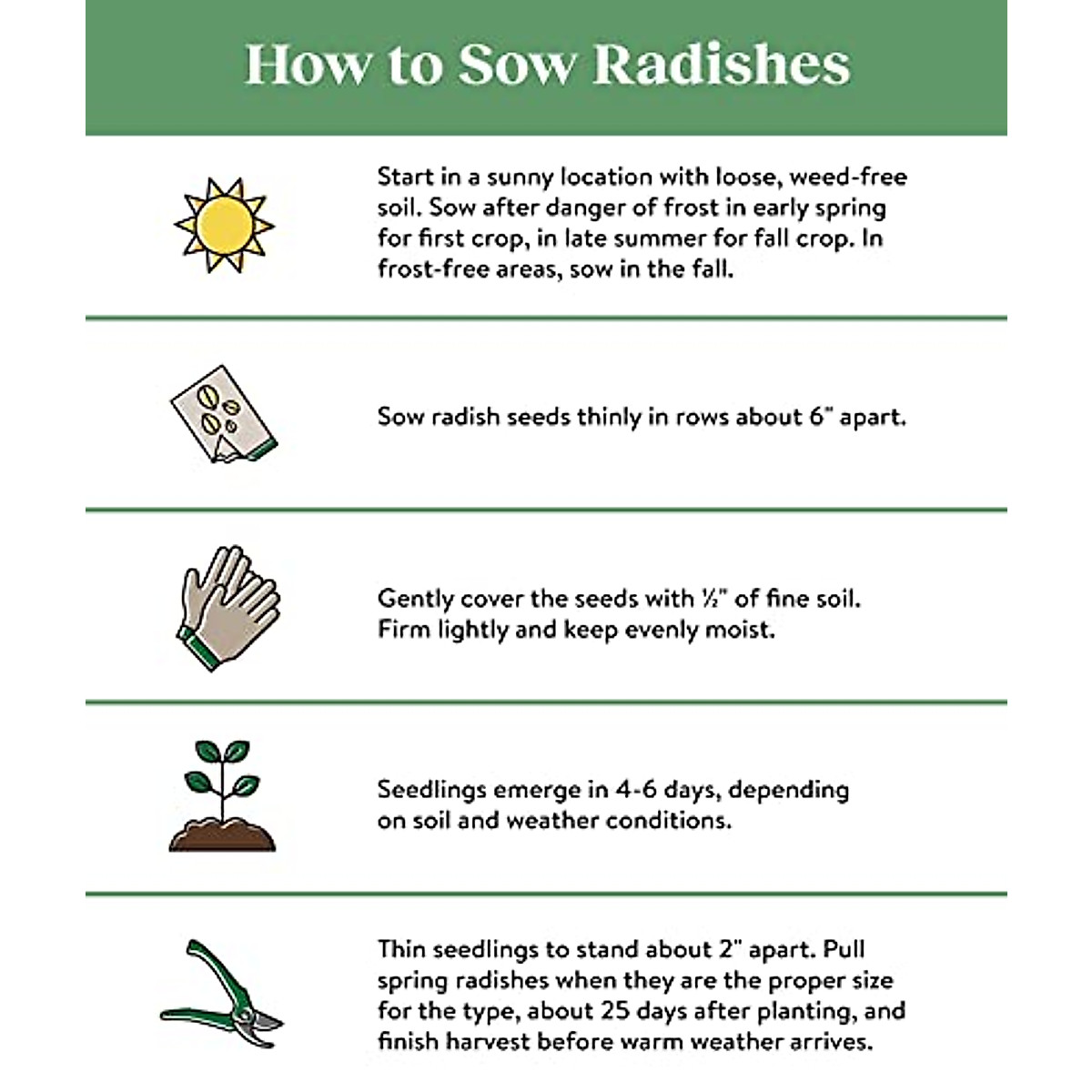 Burpee Cherry Belle Radish Seeds 1000 seeds