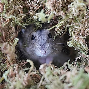 Begeterday 150g Pure Natural Forest Moss for Hamsters Bedding Nesting, Small Animal Habitat Decoration, Good for Hamster Cages Accessories