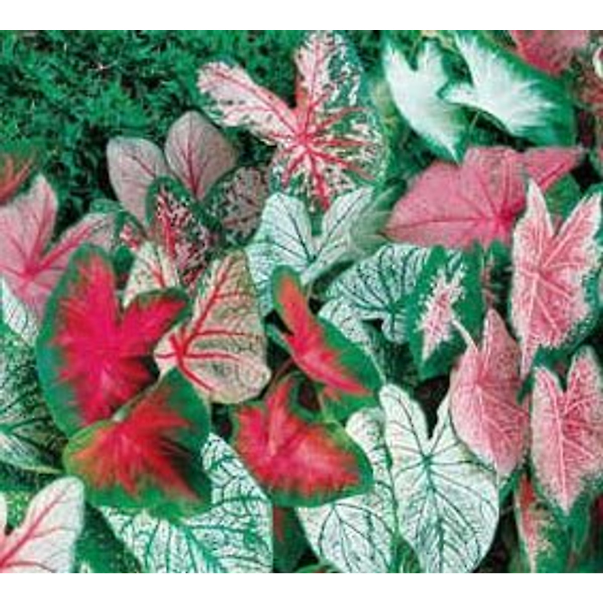 (10) Spectacular Fancy Mix Caladium Bulbs, Root, Plant Starts