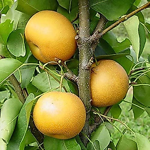 20 Seeds of Mixed Pears Trees, Bartlett, Kieffer, Green Anjou, Red Anjou, Asian Singo Pears Trees Seeds