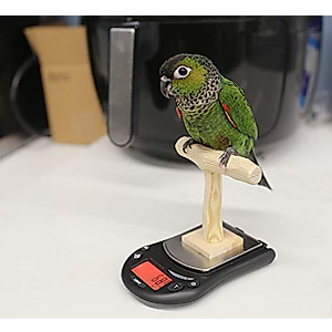 Mini NU Perch Parakeet Training Scale - Small Parrots & Parakeets
