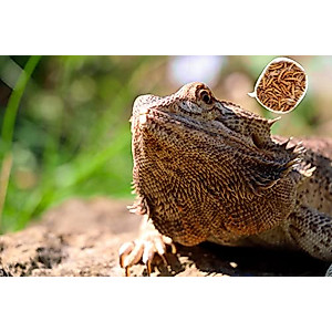 Deseret Pets Live Mealworms 500 Count Large (0.75-1")