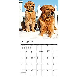 Just Goldens 2021 Wall Calendar (Dog Breed Calendar)