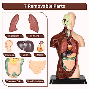 KlayBear 9.6 Inch Human Anatomy Model for Kids - 8 Pc Removable Parts Torso & Skeleton - Educational Organ Model for STEM Learning, Ages 3+