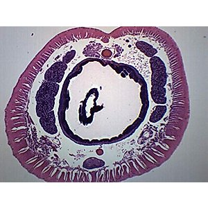 Earthworm Setae, Cross Section - Prepared Microscope Slide - 75 x 25mm - Biology & Microscopy - Eisco Labs