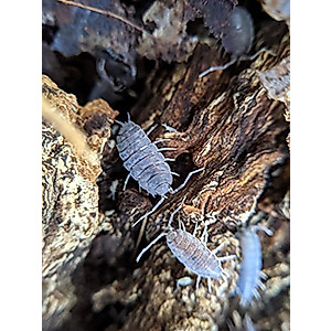 Ordinary Feed Live Powder Blue (Porcellionides pruinosus) Isopod - Cleanup Crew, Reptile & Amphibian Food (20 Count)