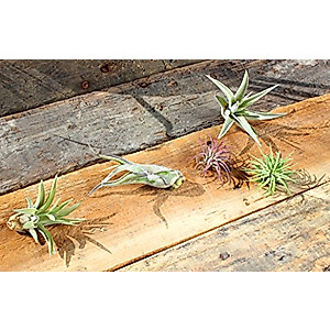Variety Pack of Small Tillandsia Air Plants, Assortment of Exotic, Low Maintenance Live Air Plants Including Ionantha Rubra, Caput-Medusae, Harrissi, Velutina, & Ionantha Fuego Plants! (Set of 5)