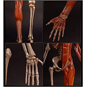 Female Anatomy Figure Painting Model - Medical Anatomical Human Muscle Bone and Skin Model - Human Skull Head Body Muscle Bone Sculpture Model - for Drawing Study
