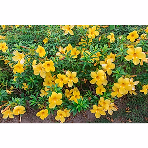 Yellow Flowering Allamanda Bush | 3 Live Plants | Allamanda Schottii | Beautiful Indoor and Outdoor Blooming Shrub