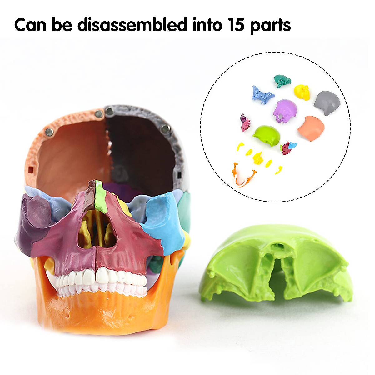 MIIRR Detachable Color Anatomy Skull Model, Mini Size Skeleton Head Skull Model Includes 15 Parts, Medical Skull Anatomical Model for Learning, Teaching or Display