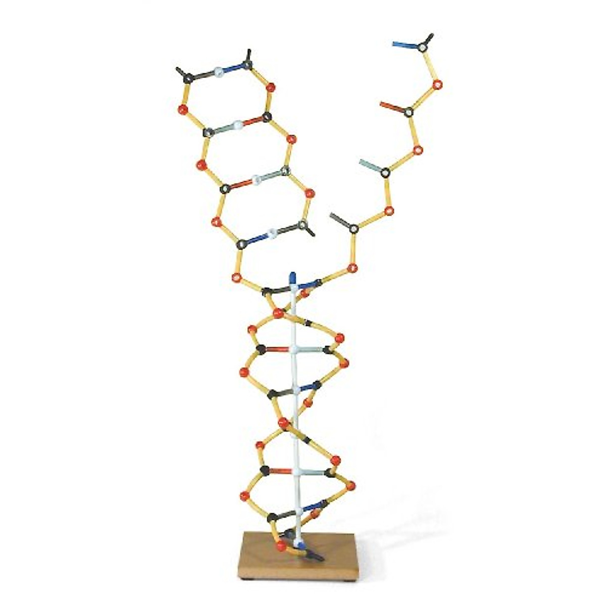 3B Scientific W19801 DNA RNA Model, 50cm Height