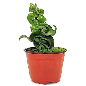 California Tropicals Live Hindu Rope Hoya Carnosa - Unique Indoor House Plant Gift Idea for Home Decor, Potted in a 4" Inch Pot Perfect for Beginners, Patio, Living Room, Office & Outdoor Gardening