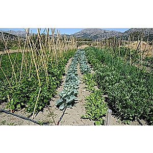 Rocky Mountain Goods Soaker Hose Flat 50 ft - Heavy Duty Double Layer Design - Saves 70% Water - Consistent Drip Throughout Hose - Leakproof Guarantee - Garden/Vegetable Safe