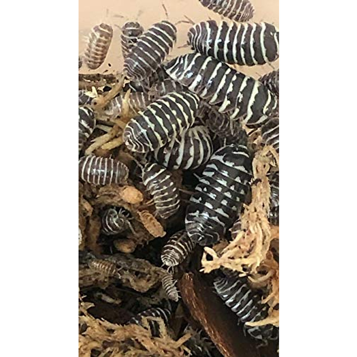 Bugzy Bugs Zebra Armadillidium Isopods 10 Count Live Roly Poly Cleanup Crew Feeders for Terrarium Reptile Insect Pet Food