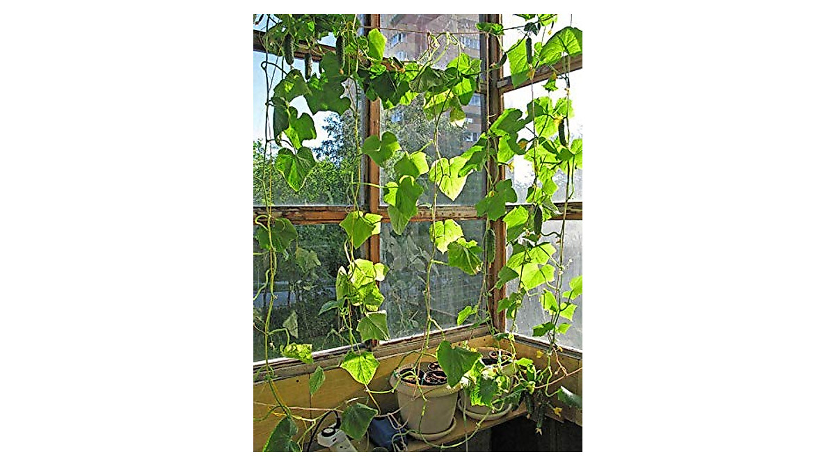 Buy Indoor F1 Cucumber Seeds – Early Self-Pollinating