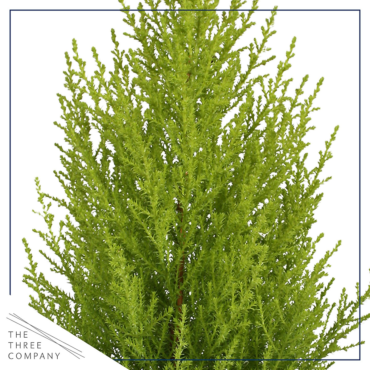 Live Lemon Cypress Tree - Tabletop Decoration - 12" Tall by 5" Wide in Deco Cover