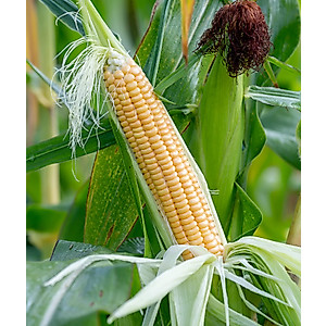 Burpee Golden Bantam Sweet Corn Seeds 200 seeds