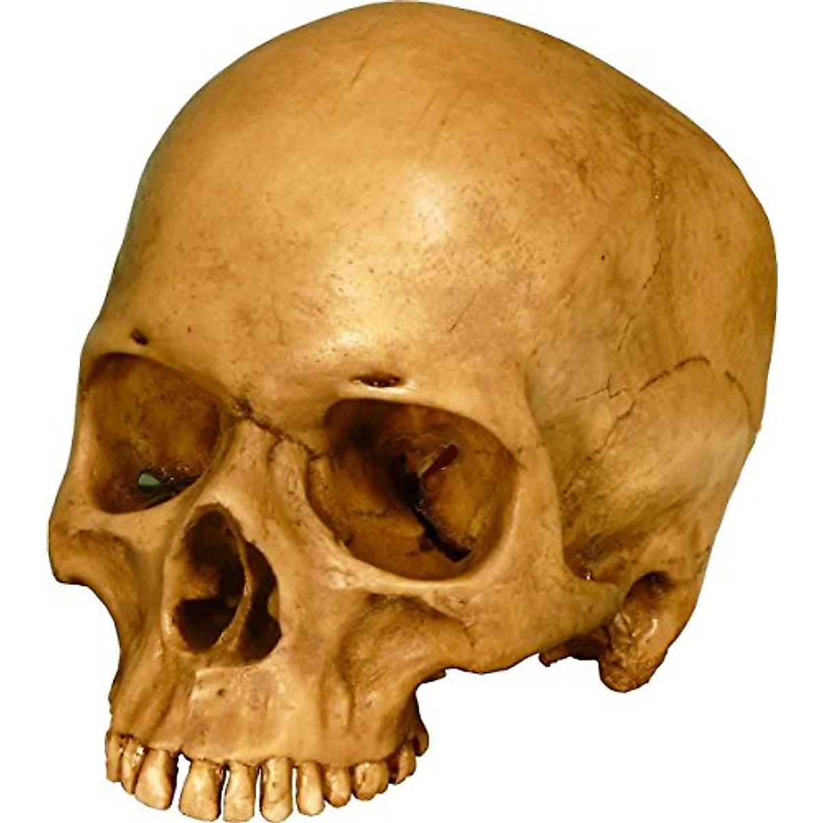 Nose Desserts Life Size Model Human Skull Replica Aged Earth-Brown Relic - Medical Anatomy Reproduction Brand