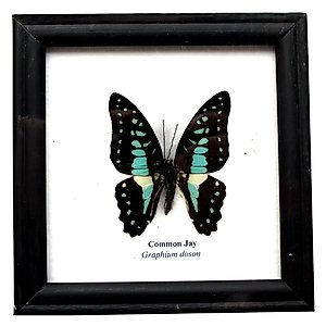 Insectfarm Framed Real Beautiful Common Jay Butterfly Specimen Collection Display Insect Taxidermy