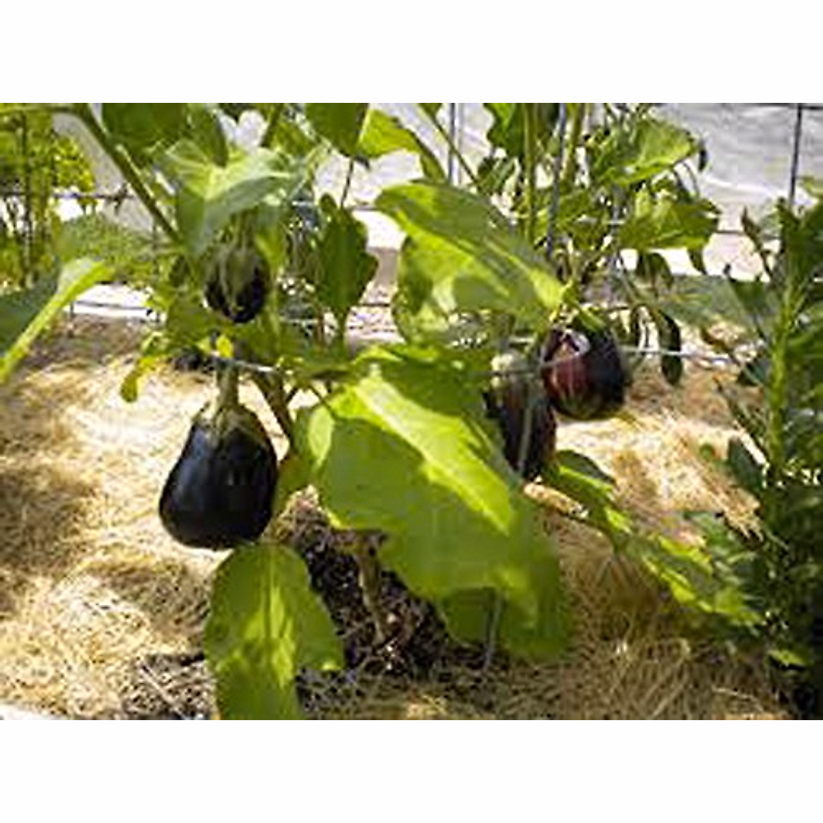 Eggplant,Black Beauty Eggplant Seed, Heirloom, Non GMO, 25 Seeds, Vegetable