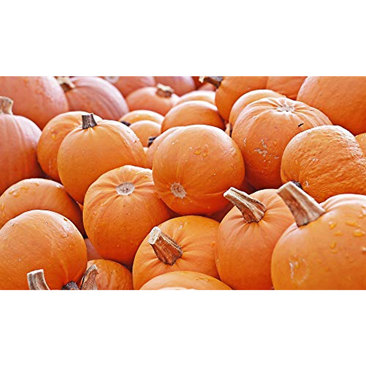 Mixed Pumpkin Seeds for Planting “Classic Mix” – Orange and Orange-Tinted Pumpkins in a Variety of Sizes and Shapes | Heirloom Seeds by Liliana's Garden |