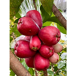 Malay Apple Tree Fruit Plant Live 3 to 8 Inch Tall Ornaments Perennial Garden Simple to Grow Pot