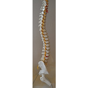 Super Flexible Spine Model with Pelvis and Femur Heads, Life Size, 87cm/34”