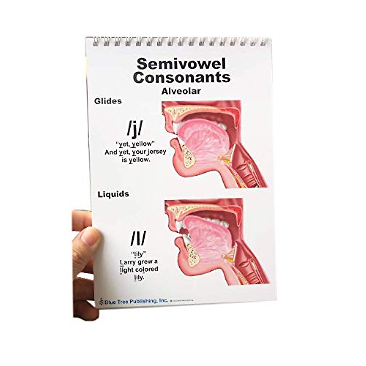 Speech Articulation Anatomy Flip Charts